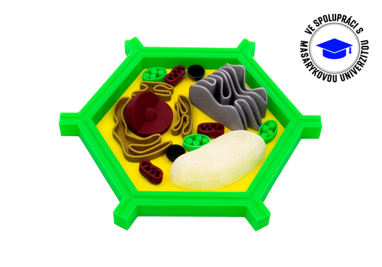 Model rostlinné buňky